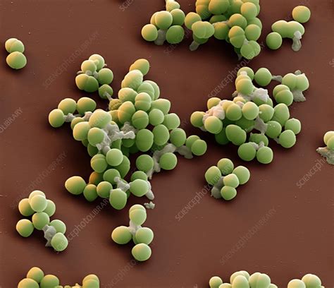 Enterococcus Faecalis Bacteria Sem Stock Image C011 5058 Science Photo Library
