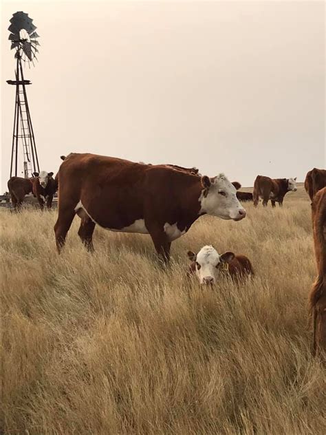 Lazy Js Ranch Happy Thanksgiving And Thankful For All