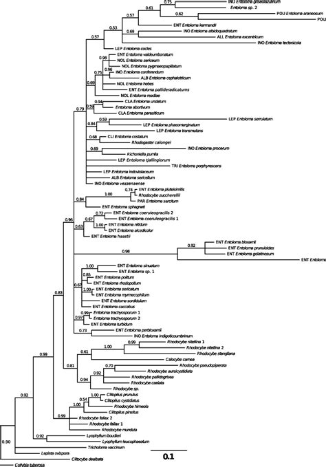 phylogram of bayesian analysis of lsu bayesian p p indicated above
