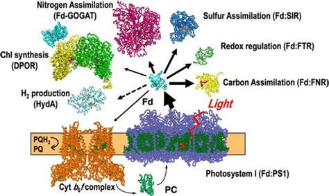 Forty Years Of The Structure Of Plant Type Ferredoxin Pmc