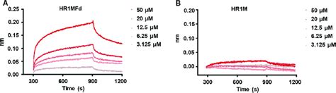 Binding Affinity Measurement Using Bli A The Binding Affinity Of