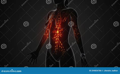 The Female Lymphatic System Anatomy Royalty Free Stock Image