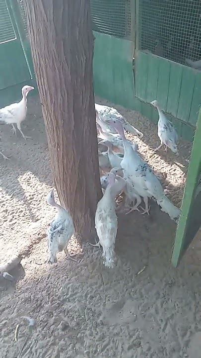 আজকে টার্কি মুরগি গুলা বাহিরে । The Turkeys Are Out Today Youtube