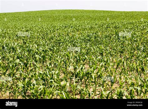 Agricultural Activities Related To The Cultivation Of Sweet Corn