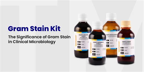 The Significance Of Gram Stain In Clinical Microbiology