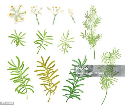 흰색 파란색 꽃 새싹 녹색 분 지의 세트 줄기와 잎에 흰색 배경 아스파라거스 Aethiopicus 다 육 식물 디지털 그리기 디자인에 대 한 현실적인 벡터 식물 일러스트