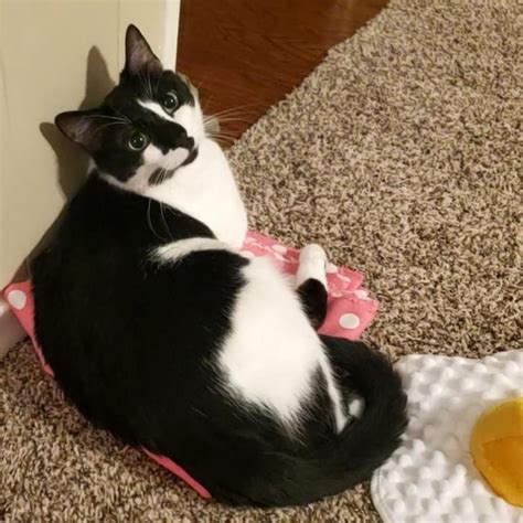 Zuko My House Mates Female Cow Kitty Rcowcats
