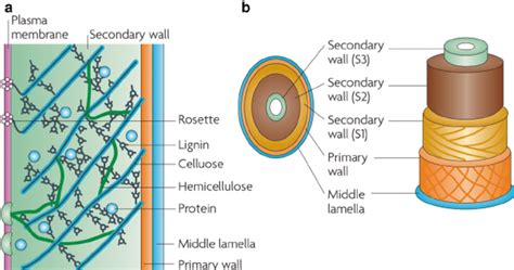 Structure Of The Wood Cell Wall A Structure Of A Wood Cell Wall Made