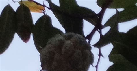 Imagens De Upanema Pinha