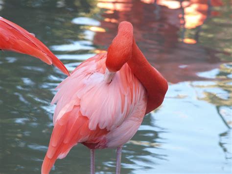 Flamingo Preening By Photographyflower On Deviantart