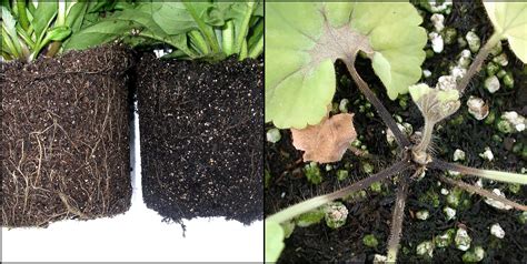 Supplemental Information For Diseases Management Guidelines Greenhouse Horticulture