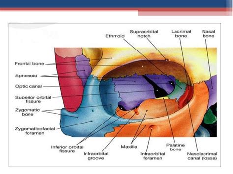 Anatomy Of Orbit Bones Of The Orbit Omdu
