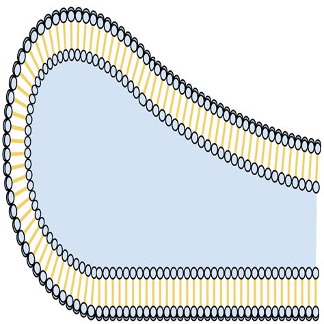 Membrane Corner 2 Figure Science Figures