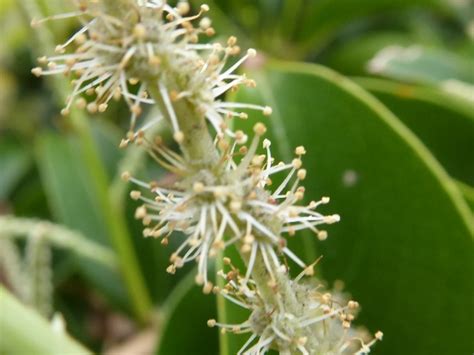 Lithocarpus Hancei