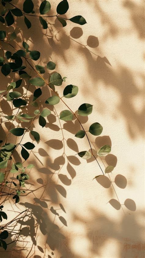 Aesthetic Shadow Wall Photo Plant Free Photo Rawpixel