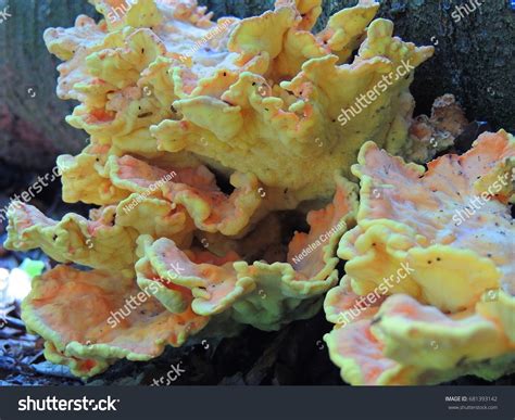 Sulphur Shelf Mushroom Chicken Mushroom Laetiporus写真素材681393142 Shutterstock