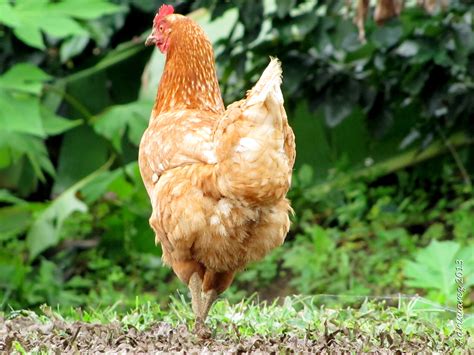 Hen Steps