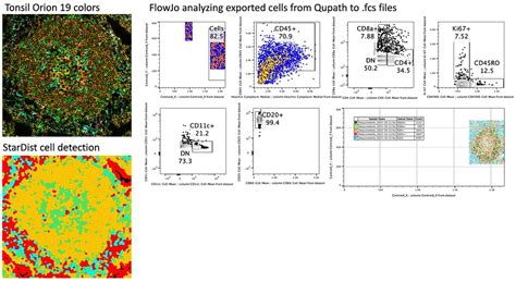 Qupath Cell Detections To Flowjocytology Data Fcs Files Image Analysis Imagesc Forum