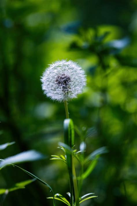 Картинка для рабочего стола одуванчик пух цветок