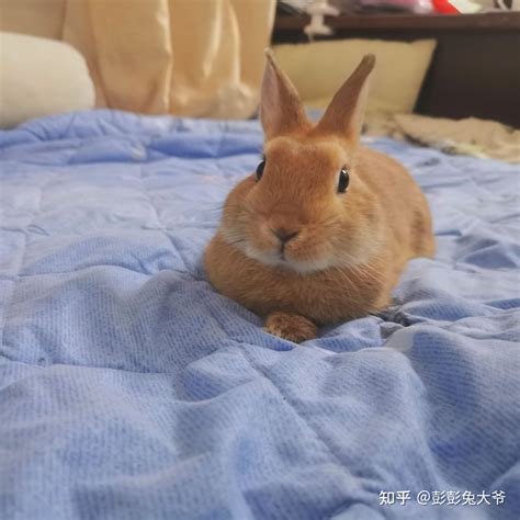 侏儒兔是什么兔，适合当宠物吗？ 知乎