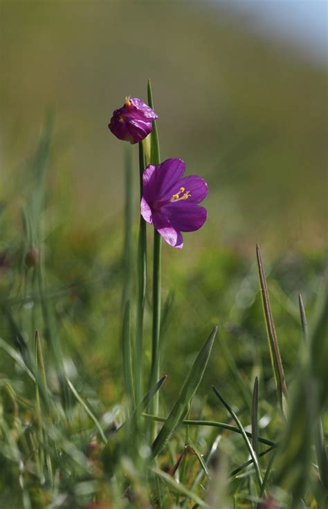Olsynium Douglasii Grass Widow Purpled Eyed Grass Satin Flower