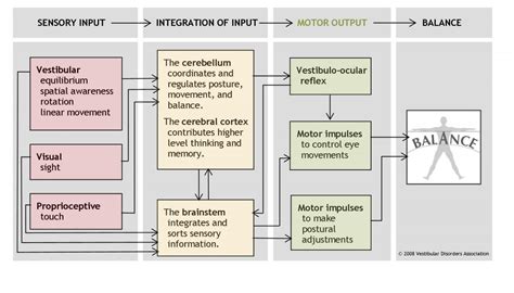 Everything Sensory The Vestibular System