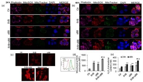 Synergistic Effect Of Dietary Betaines On Sirt1 Mediated Apoptosis In