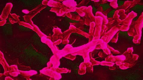 Typhoid Bacteria Increasingly Resistant To Key Drugs Says Lancet Study