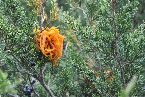 Urban Wildlife Guide Cedar Apple Rust