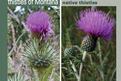 Msu Extension Guide Helps Distinguish Native Thistles From Exotics