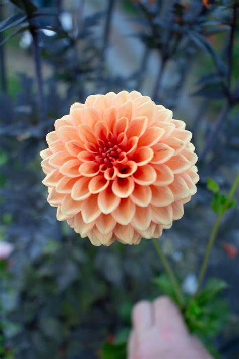 Dahlia Valley Rust Bucket Ciderpress Lane