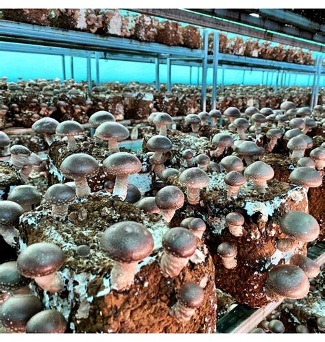 표고버섯 1kg 건표고 생표고 마른 말린 표고 국내산 종균 배지 재배 실속형 파지 못난이 티몬