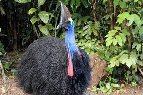 Death Of Missy Kuranda Conservation