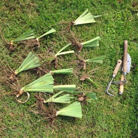 How To Divide And Replant Irises In Your Garden