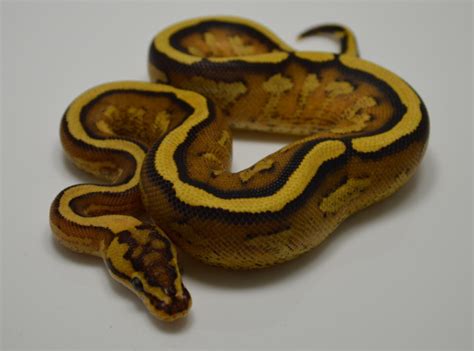 Specter Ball Python Traits Morphpedia