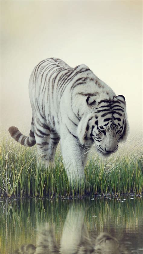 White Tiger Phone Wallpapers Top Free White Tiger Phone Backgrounds