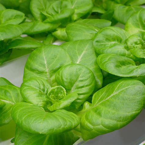 버터헤드 1kg 유기농 무농약 수경재배 채소 식물성