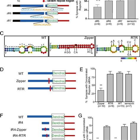 Stem Loop Structure 66 Nt Localizes Reporter Mrna To Synapses A