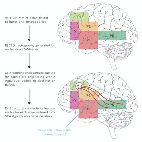 Structural Connectivity Atlas How To Build Personalized Brain Maps