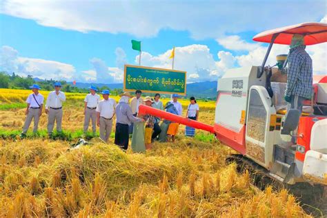 မိုင်းယောင်း၌ ဆင်းဧကရီ တစ်ဧကစံပြကွက် ရိတ်သိမ်း Information And Public Relations Department