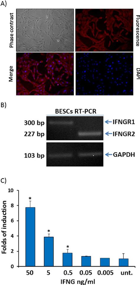 Ifngr1 And Ifngr2 Expression In Bescs A Phase Contrast And