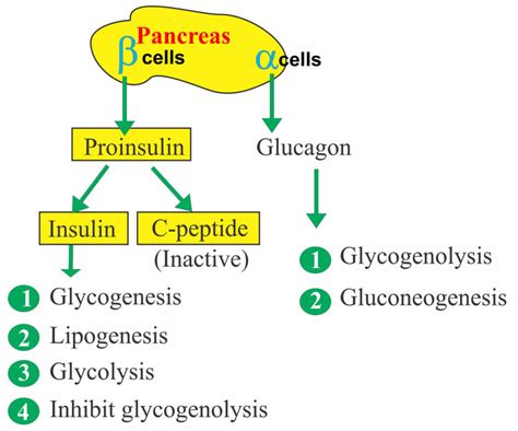 C Peptide Test C Peptide Range And Causes Of Elevated Or Low C Peptide