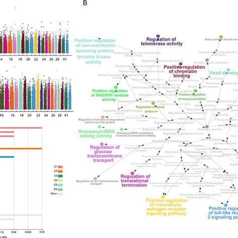 Genome Wide Selective Sweep Analysis Of Boer Goats Based On Cnvs A Download Scientific Diagram