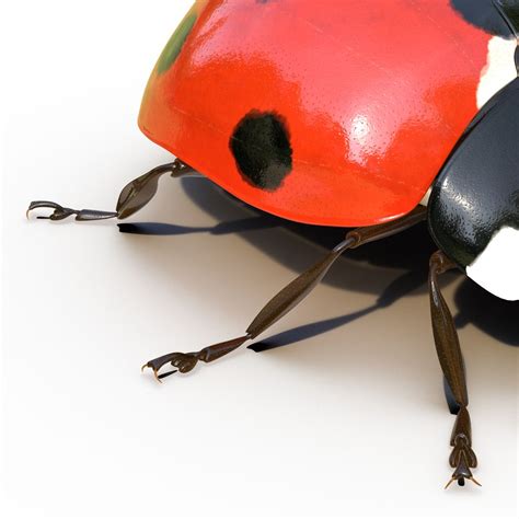 Ladybug 조작 3d 모델 69 Max Free3d