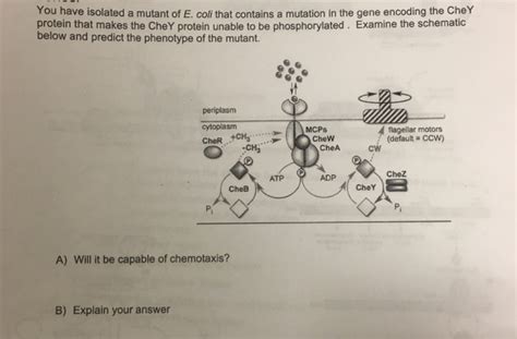 solved you have isolated a mutant of e coli that contains a
