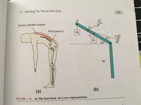 Solved A Calculate The Force Exerted By The Mu SolutionInn