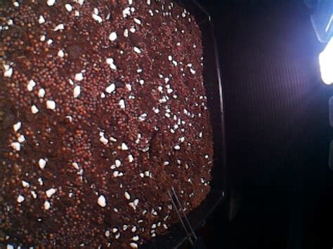 Microgreen Growth Stage Detector Instance Segmentation Model V10 2nd