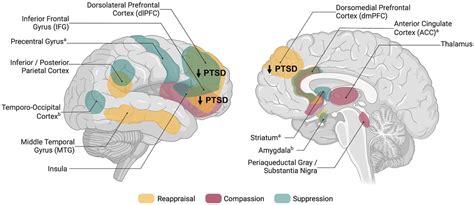 Frontiers Neural Correlates And Plasticity Of Explicit Emotion