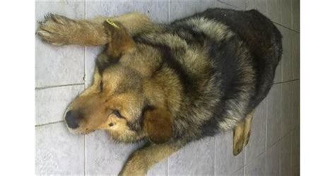 С голи ръце Мъж уби кучето на чичо си за да се спаси от зъбите му