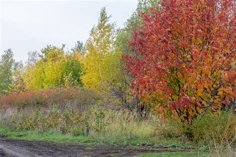 가 린든 낙 엽 송 참나무 말린된 잔디 자작나무 레드 그린된 옐로우 골드 컬러 0명에 대한 스톡 사진 및 기타 이미지 0명 10월 11월 Istock